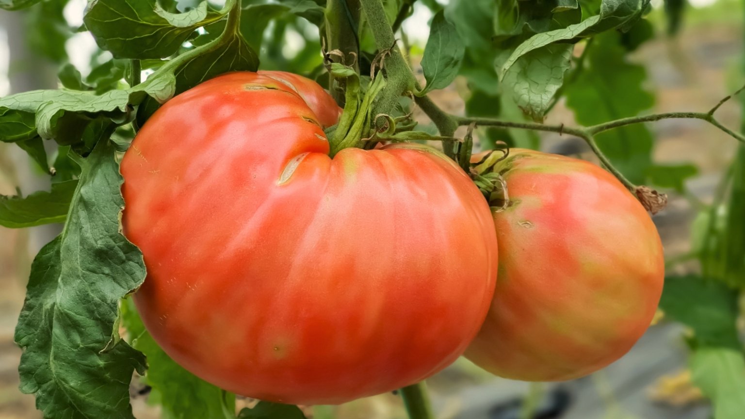 How Long Do Tomatoes Take to Ripen on the Vine?