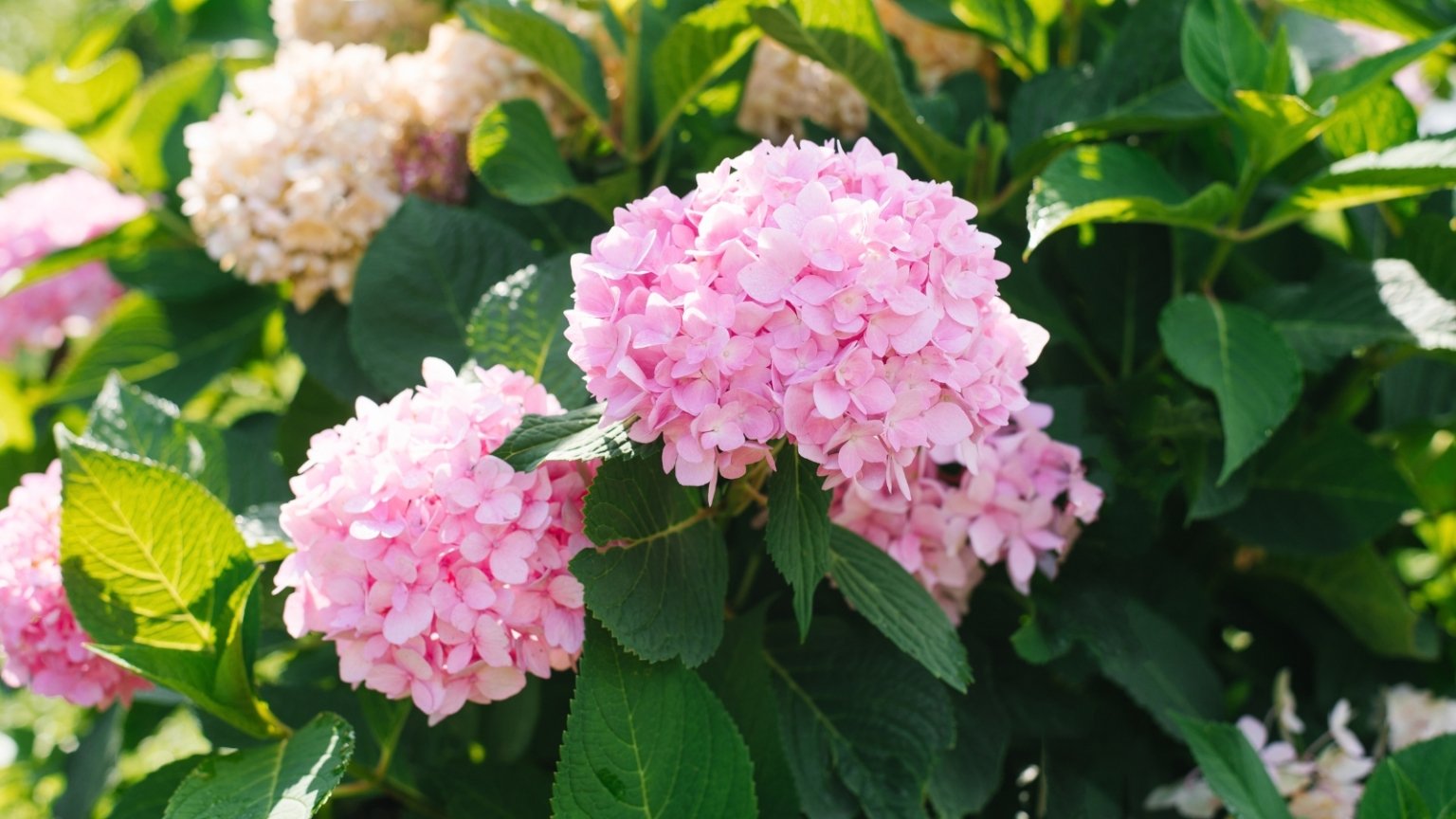 How to Plant, Grow, and Care for 'Endless Summer' Hydrangeas