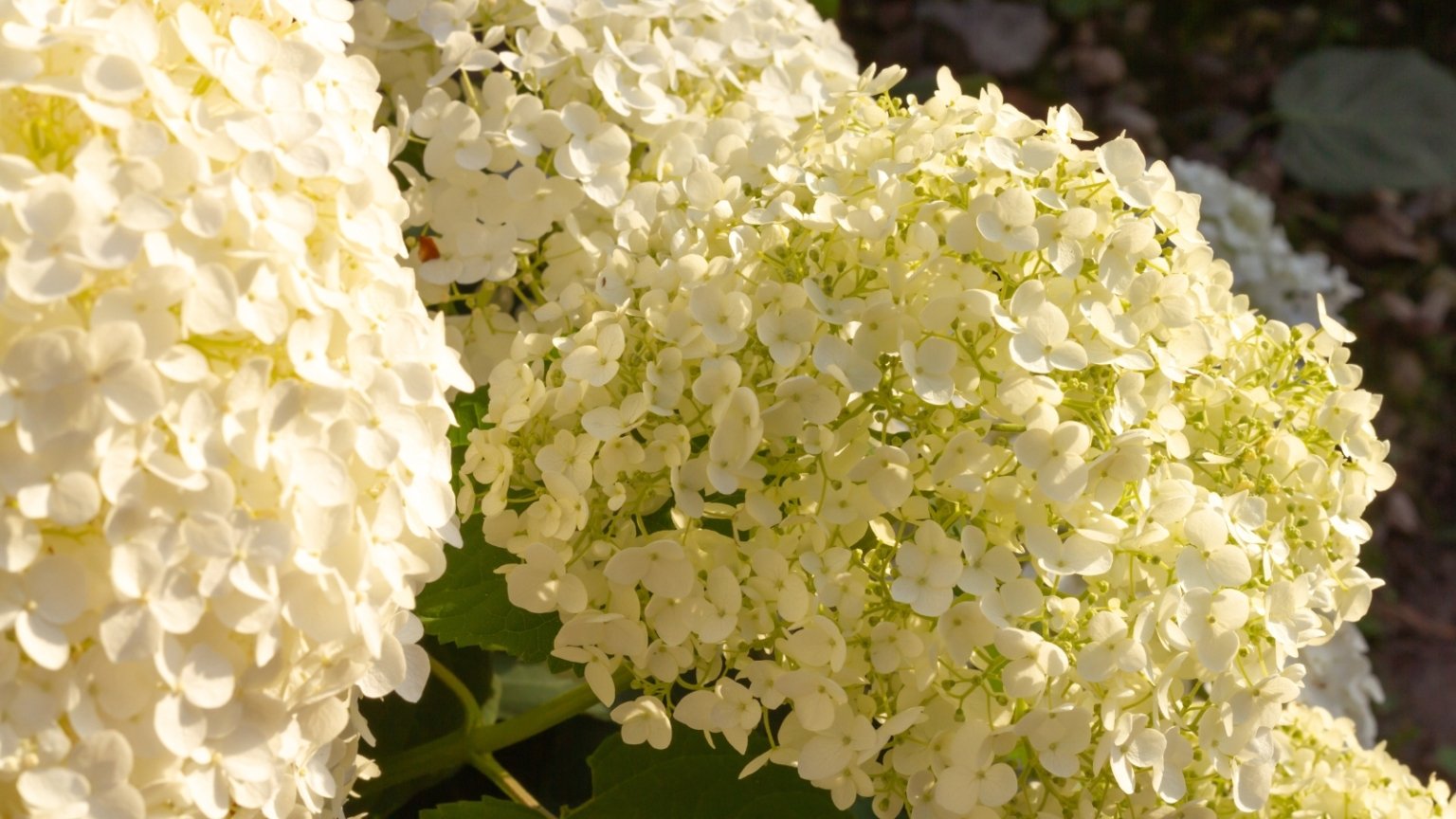 7 No-Fail Rose and Hydrangea Combos for Your Garden