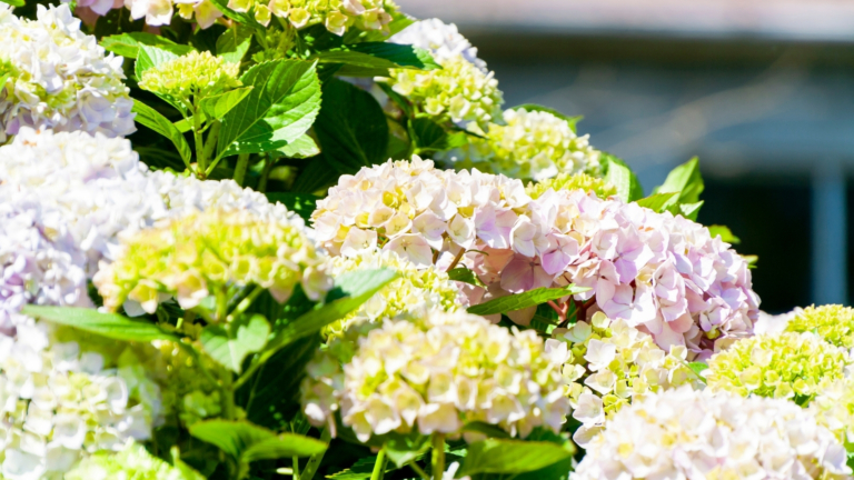How to Plant, Grow, and Care for 'Endless Summer' Hydrangeas