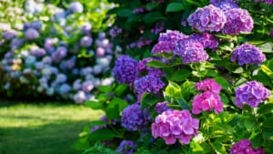 Hydrangeas vs. Rhododendrons: Which is the Better Choice for Your Garden?