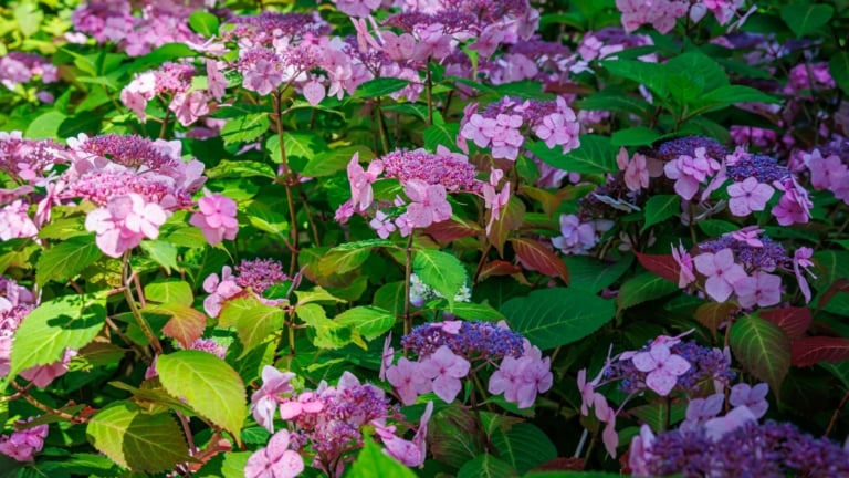 How to Plant, Grow, and Care for 'Endless Summer' Hydrangeas