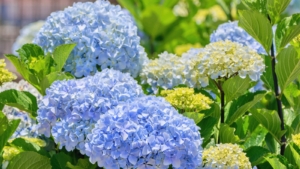 The Best Hydrangeas for Your Climate: Tips for Your Zone
