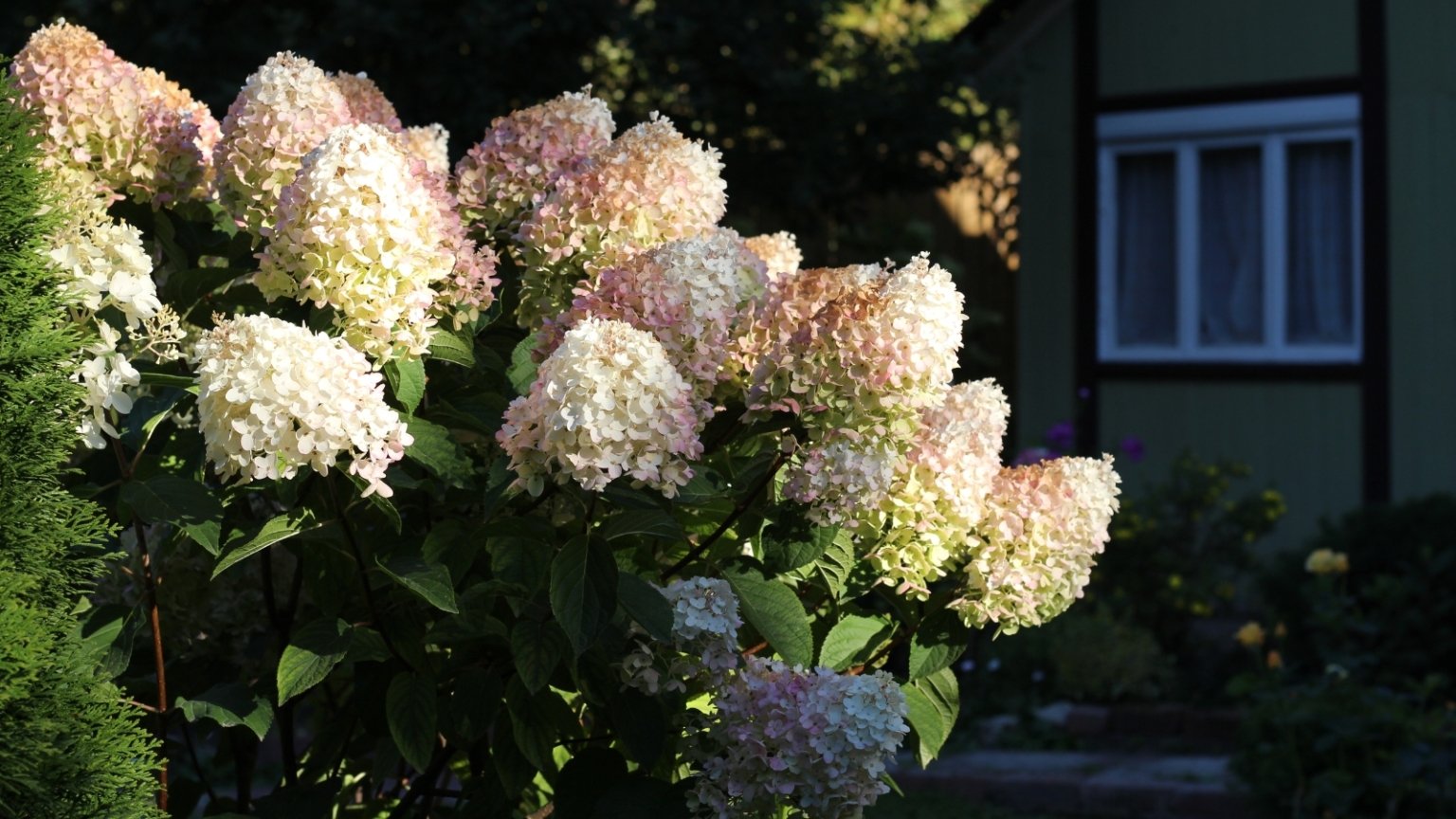 How to Plant, Grow, and Care for 'PeeGee' Hydrangeas
