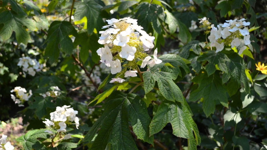 17 Beautiful Shrubs That Love Acidic Soil