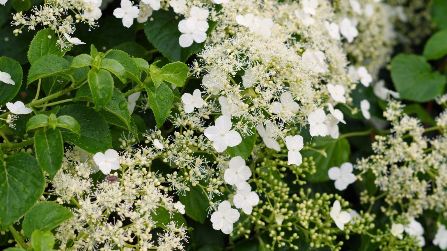 7 Evergreen Hydrangea Varieties for Year-Round Appeal
