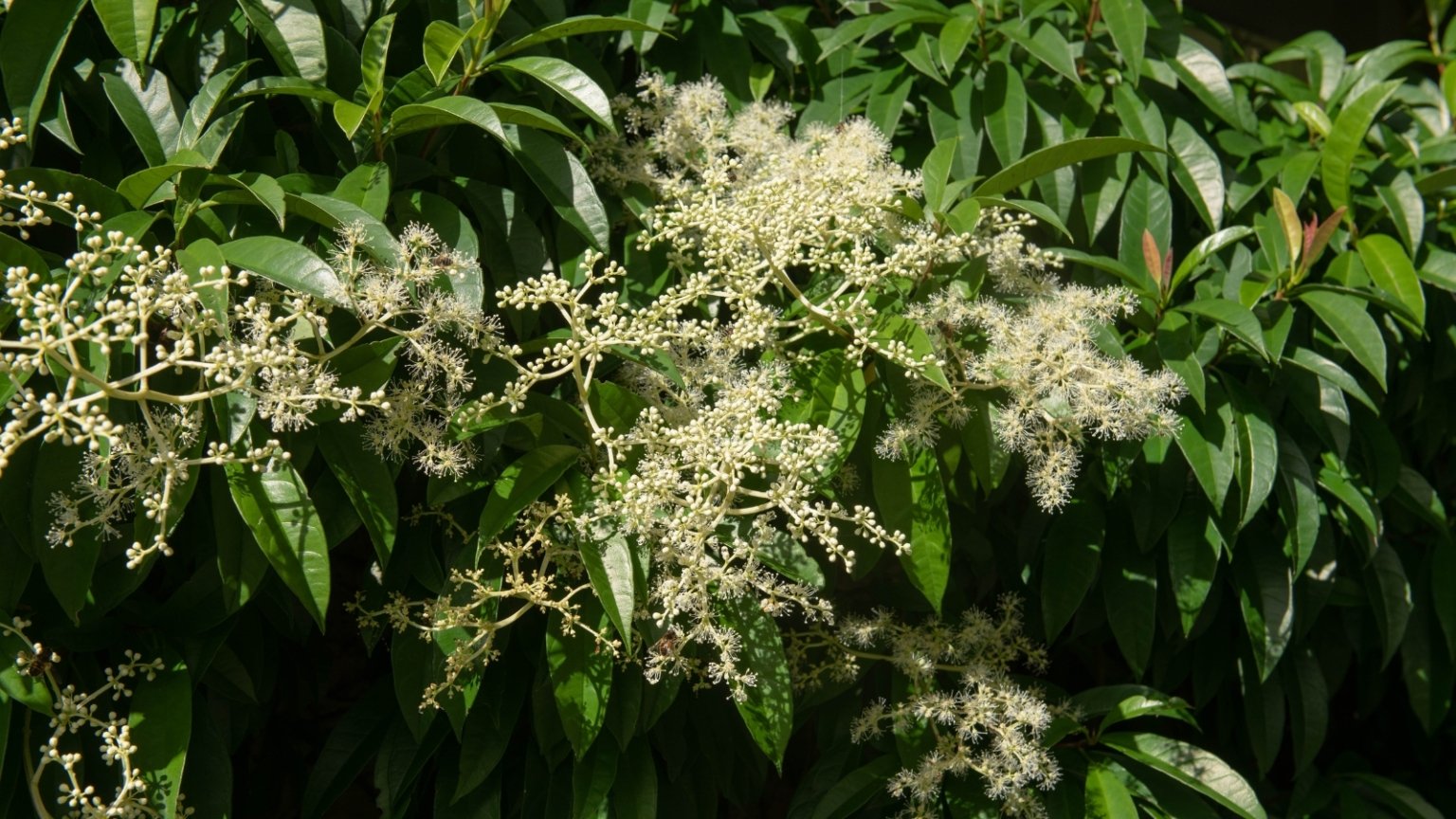 7 Evergreen Hydrangea Varieties for Year-Round Appeal