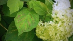 How to Plant, Grow, and Care for 'PeeGee' Hydrangeas
