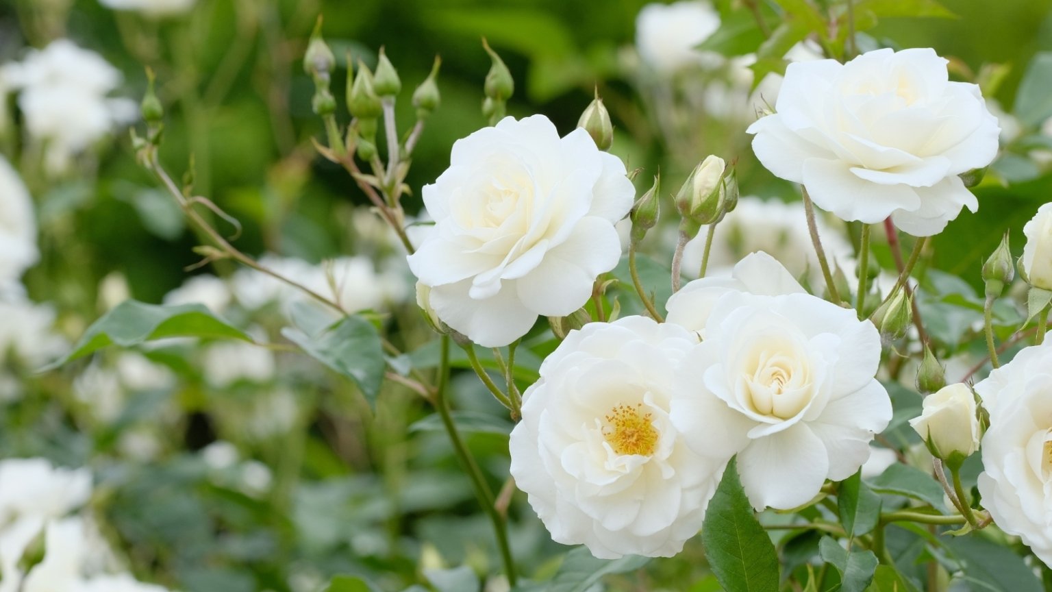 7 No-Fail Rose and Hydrangea Combos for Your Garden