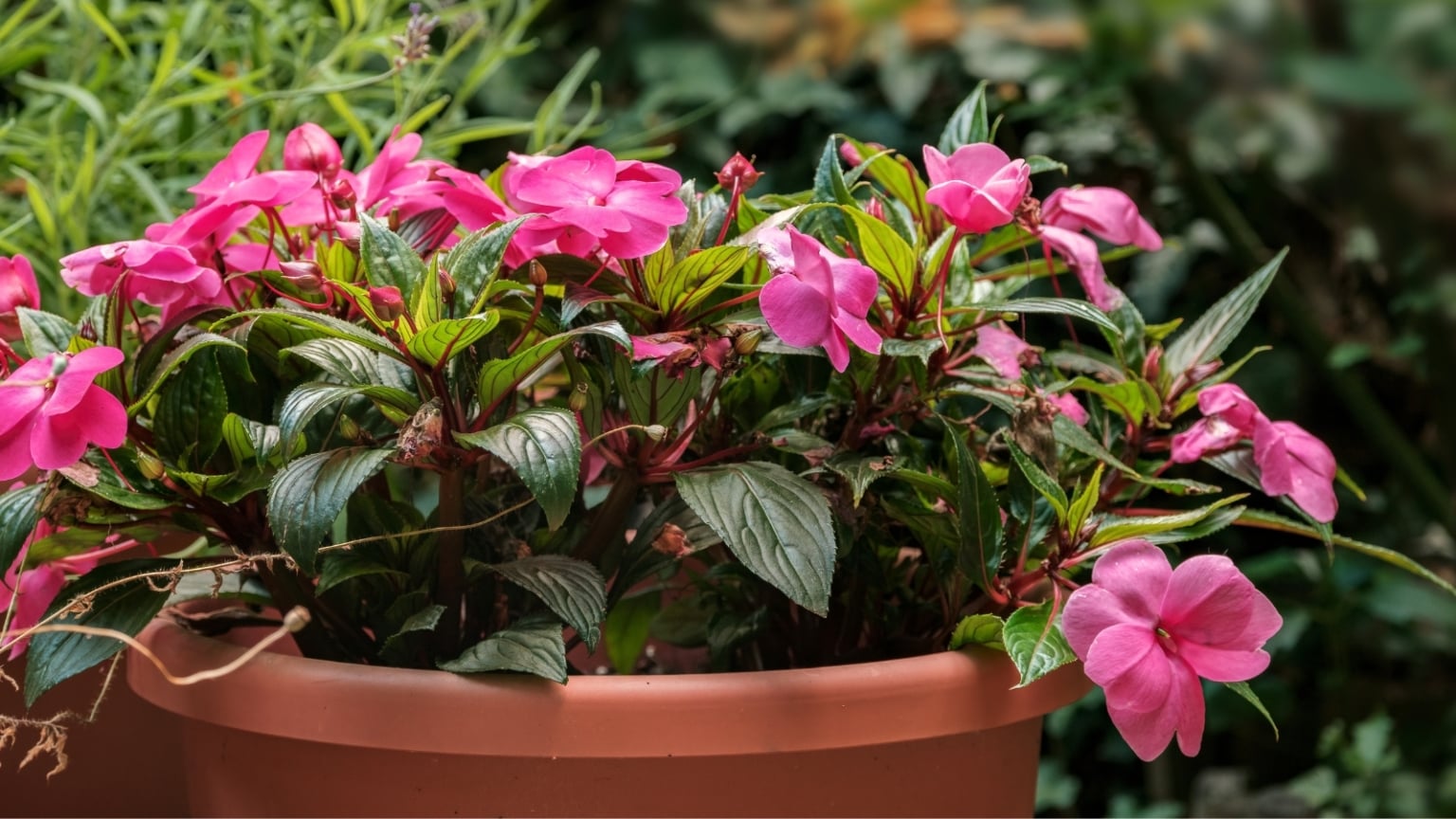19 Plants For Beautiful Hanging Baskets In the Shade