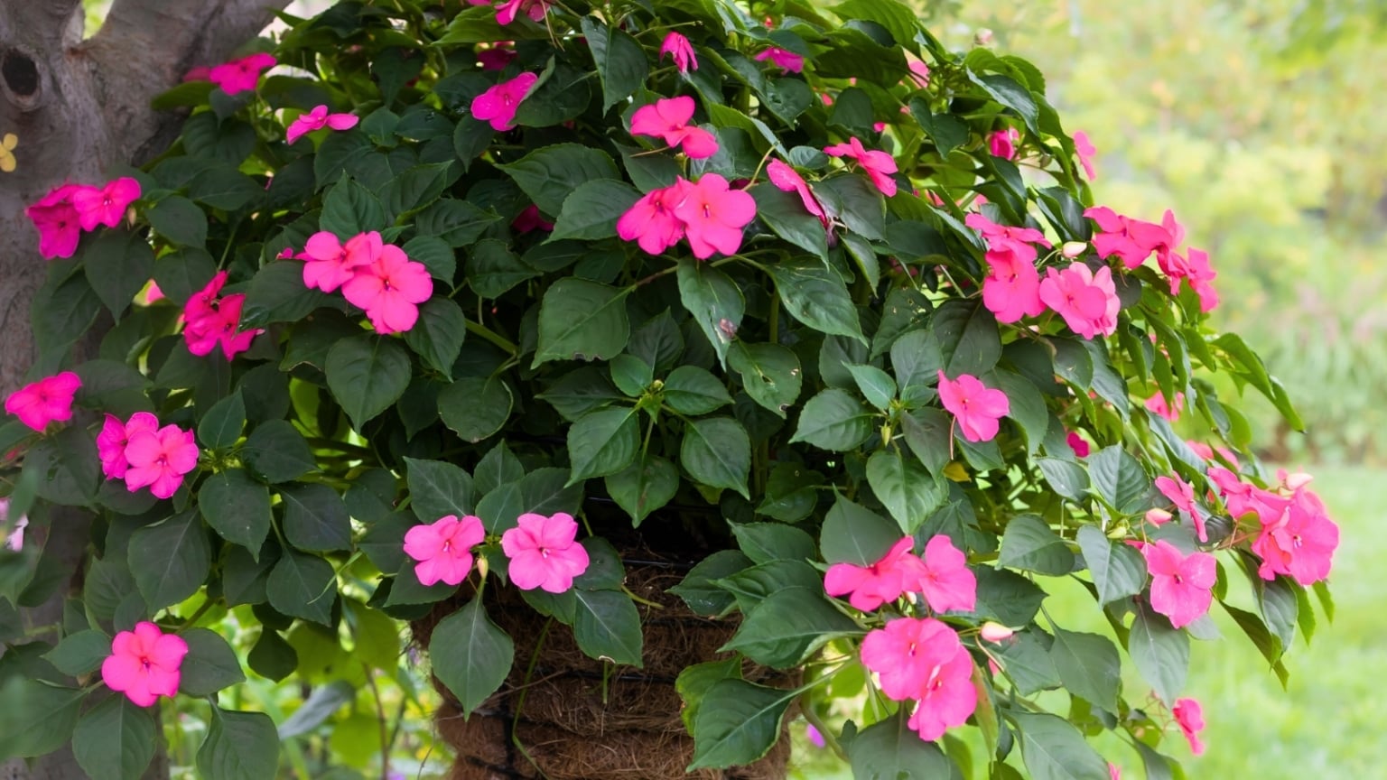 19 Plants For Beautiful Hanging Baskets In the Shade