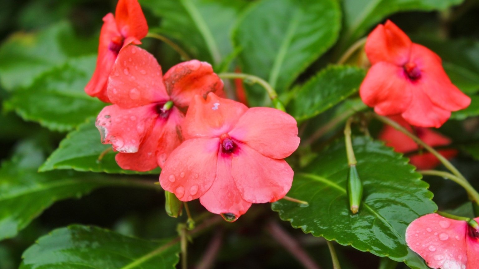 31 Popular Plants You Can Root In Water