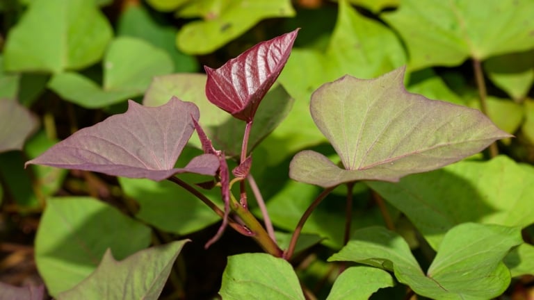 31 Popular Plants You Can Root In Water