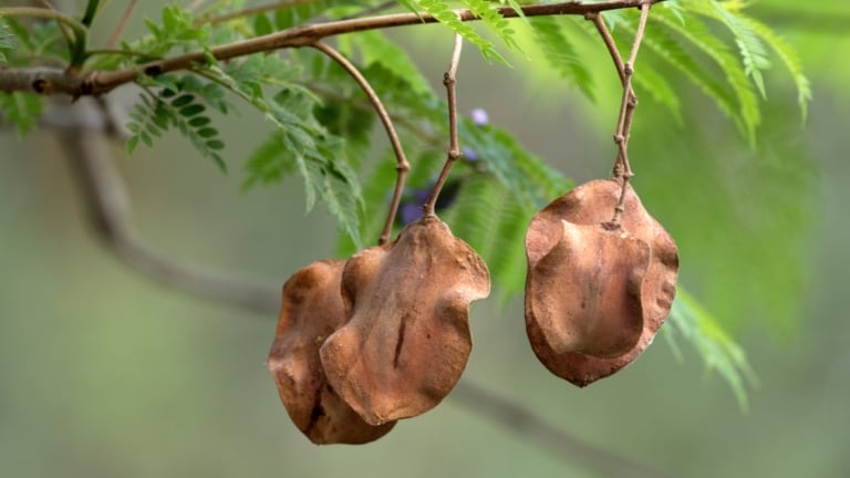 How to Plant, Grow, and Care for Jacaranda Trees