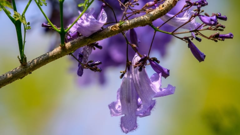 How to Plant, Grow, and Care for Jacaranda Trees