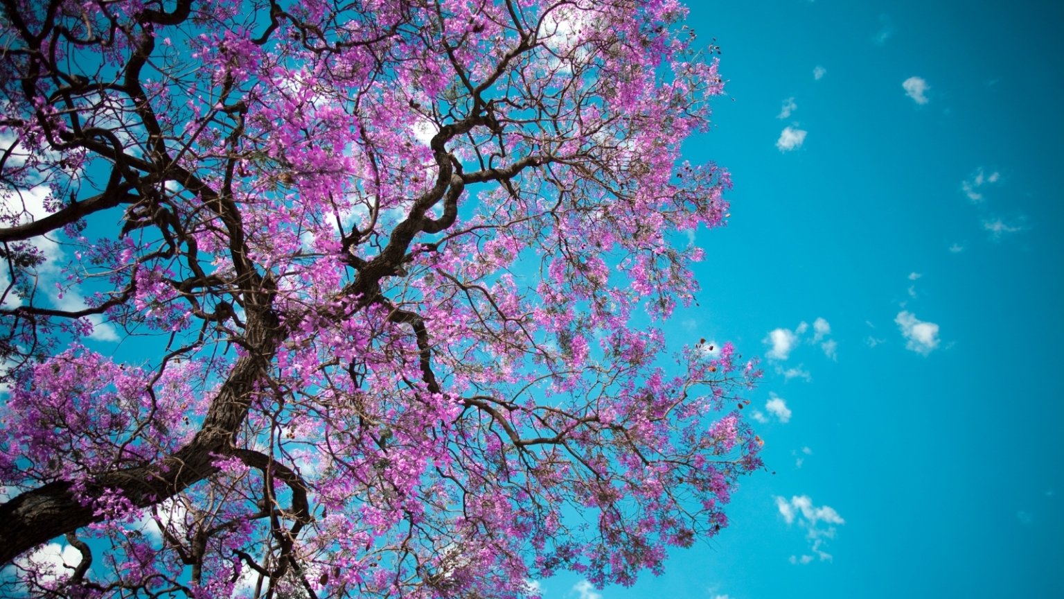 How to Plant, Grow, and Care for Jacaranda Trees