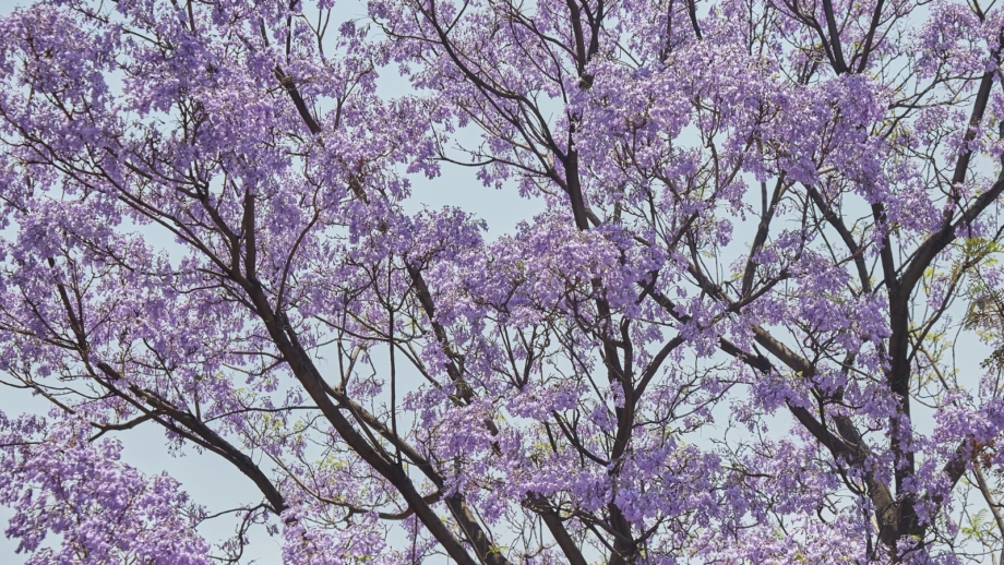 How to Plant, Grow, and Care for Jacaranda Trees