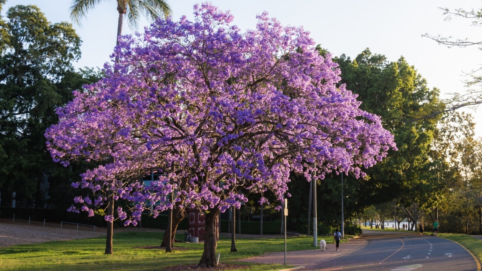 How to Plant, Grow, and Care for Jacaranda Trees