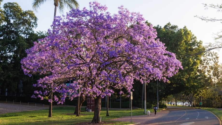 How to Plant, Grow, and Care for Jacaranda Trees