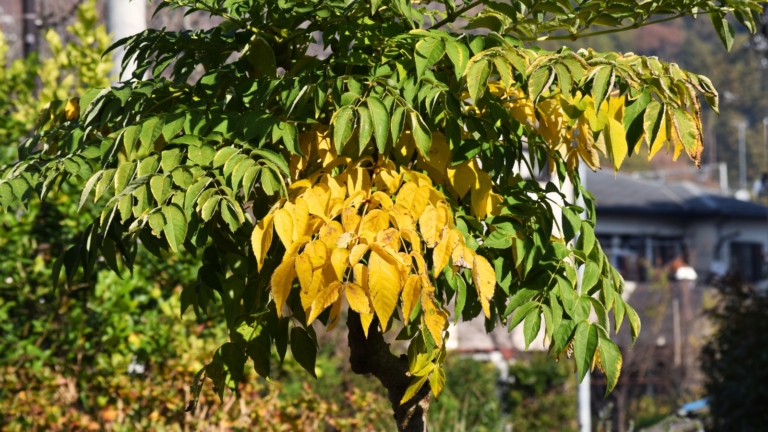 How to Plant, Grow, and Care for 'Sun King' Aralia