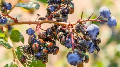 A Comprehensive Guide to Growing Blueberries in Raised Beds