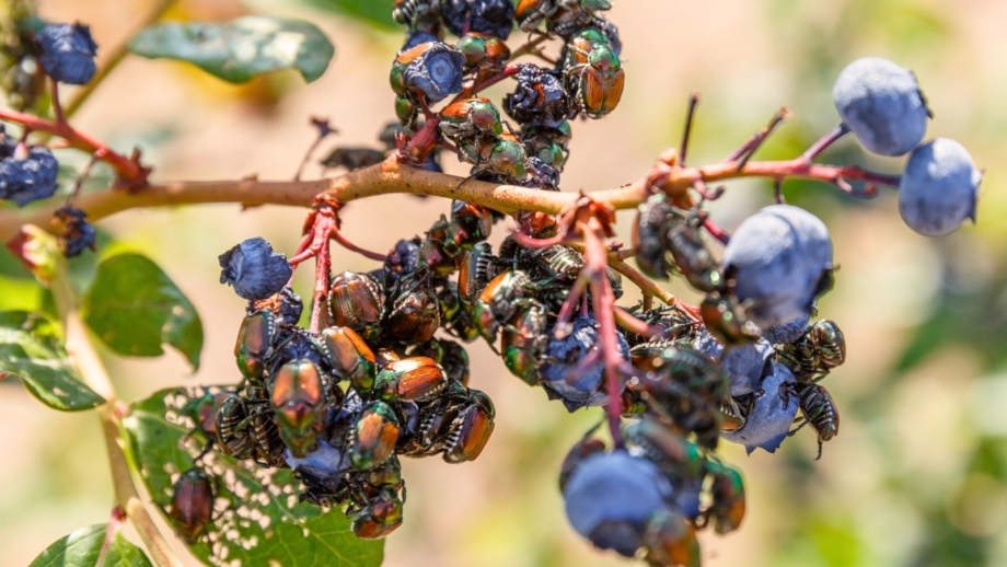 A Comprehensive Guide to Growing Blueberries in Raised Beds