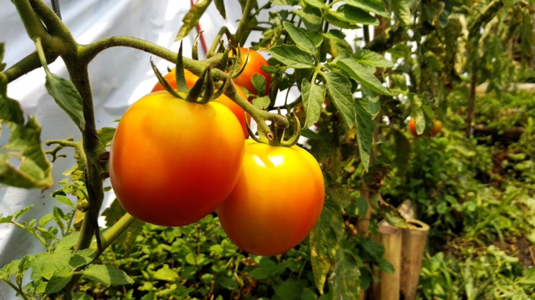 13 Prize-Winning Tomatoes You Need in Your Garden