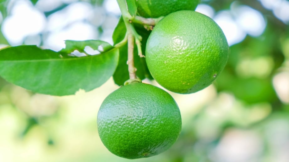 15 Fruit Trees That Thrive in Florida Gardens
