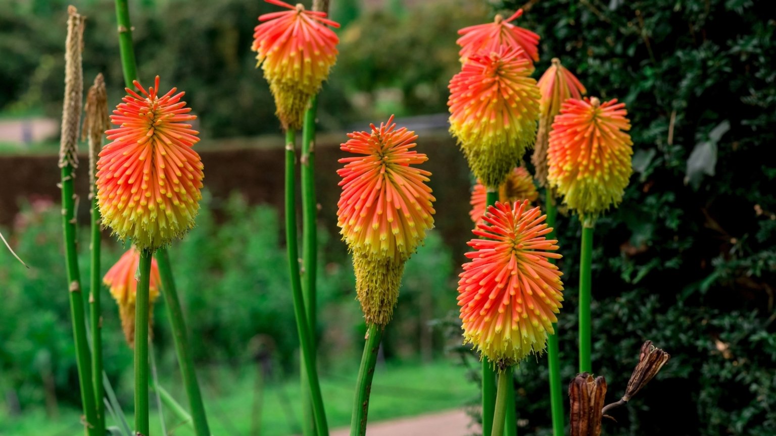 Plant These 15 Flowers That Look Like Fireworks This 4th of July