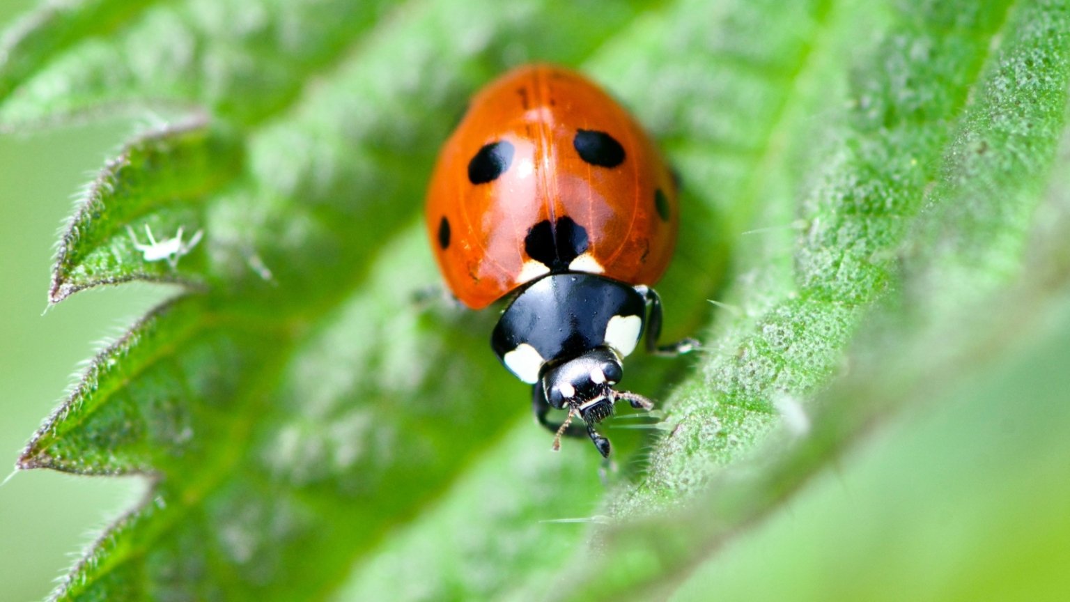 How to Tell The Difference Between Native US and Asian Ladybugs
