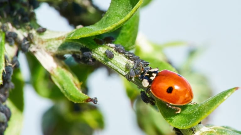 How to Tell The Difference Between Native US and Asian Ladybugs