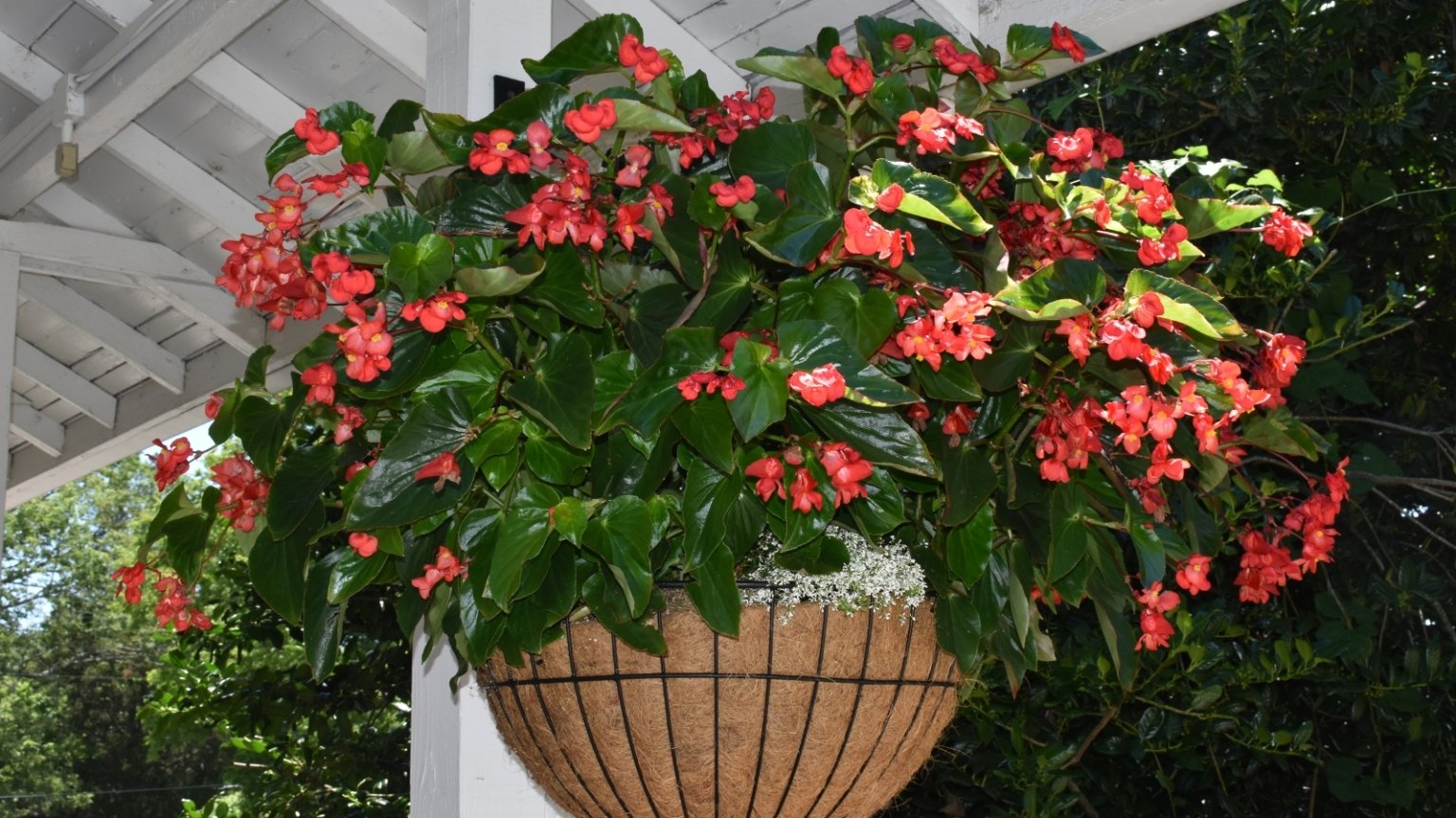 15 Drought-Tolerant Plants for Hanging Baskets