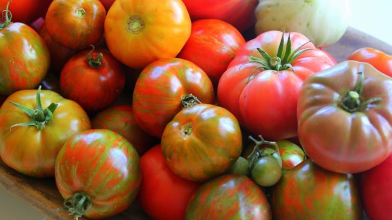 7 Unique and Unusual Tomatoes That Wow in the Garden