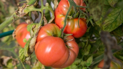 7 Unique and Unusual Tomatoes That Wow in the Garden