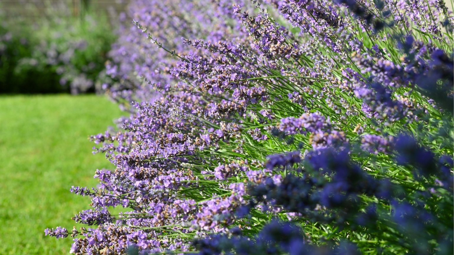 How to Plant, Grow, and Care for Lavender