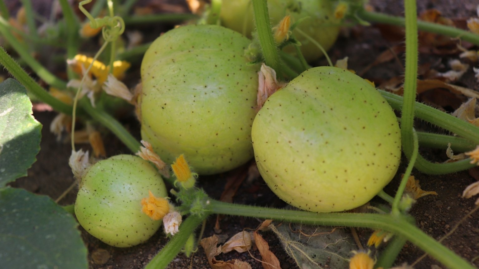 How to Plant, Grow, and Care for Lemon Cucumbers