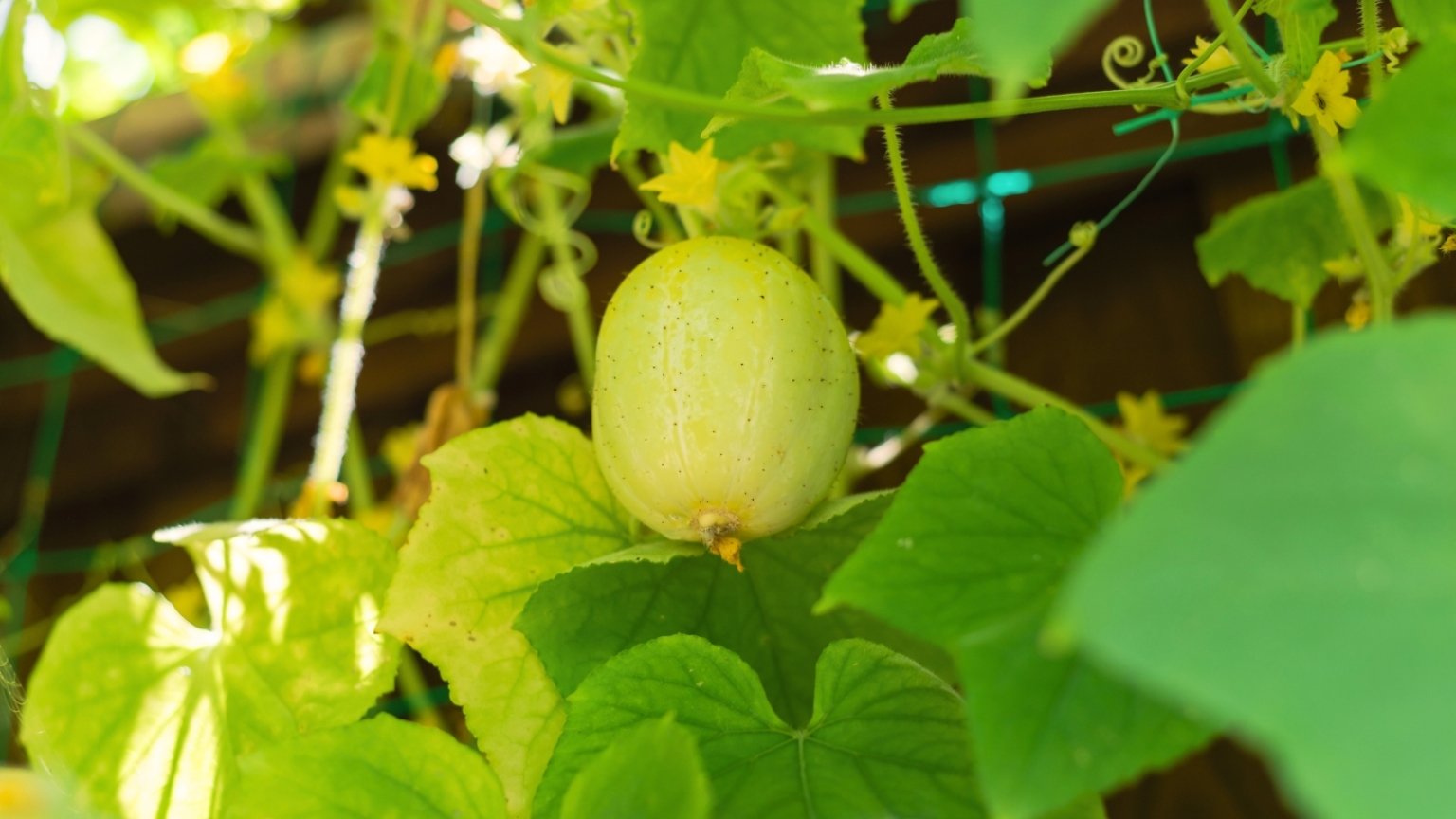 How to Plant, Grow, and Care for Lemon Cucumbers