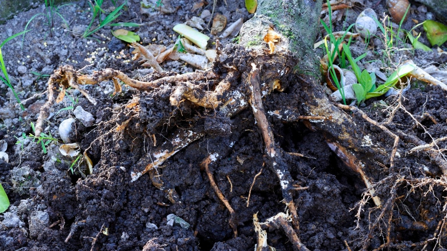 How to Mulch Around Trees