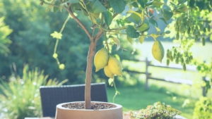 How to Plant, Grow, and Care for 'Improved Meyer' Lemon Bushes