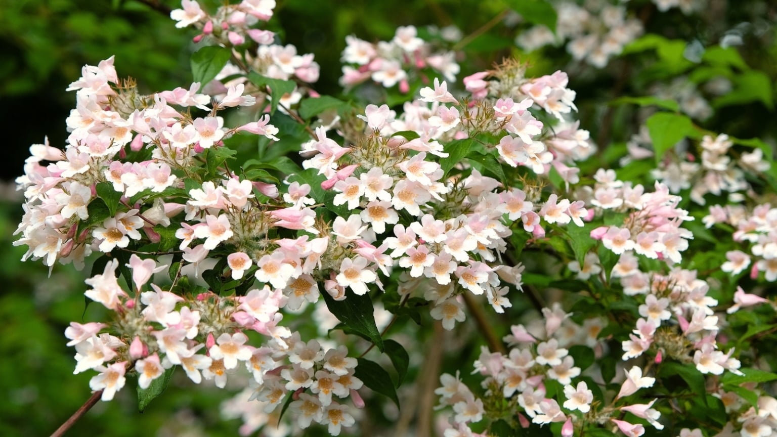 17 Beautiful Shrubs That Love Acidic Soil