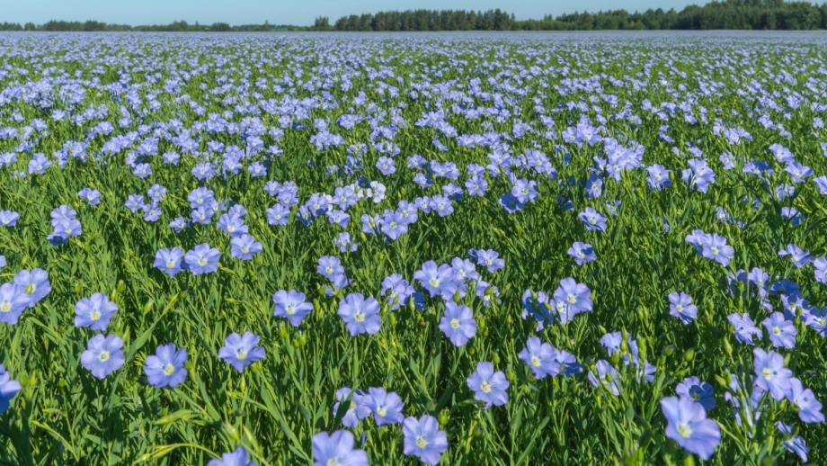 17 Fall-Blooming Flowers to Start in July