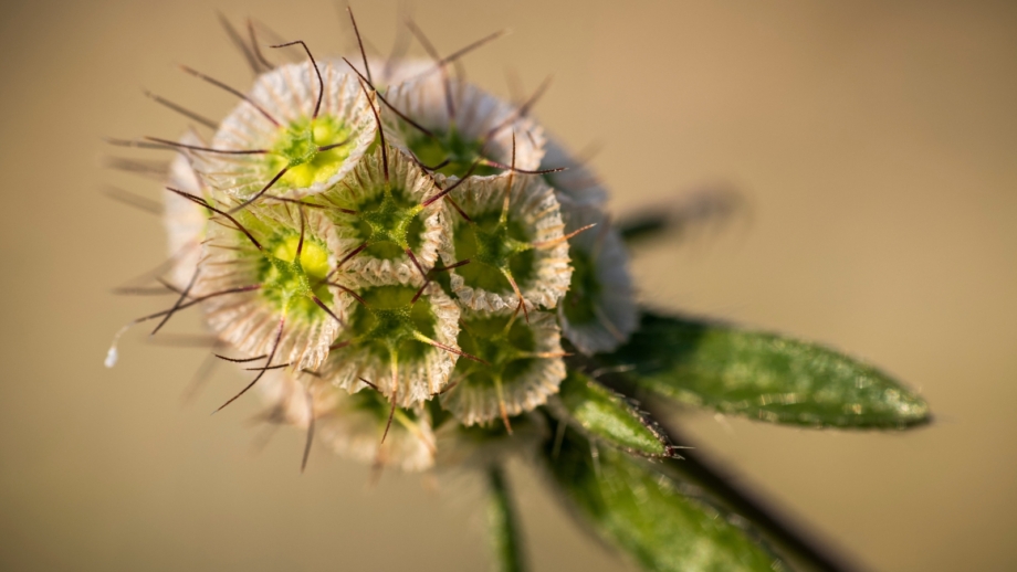 13 Unusual Flowers for Your Cutting Garden