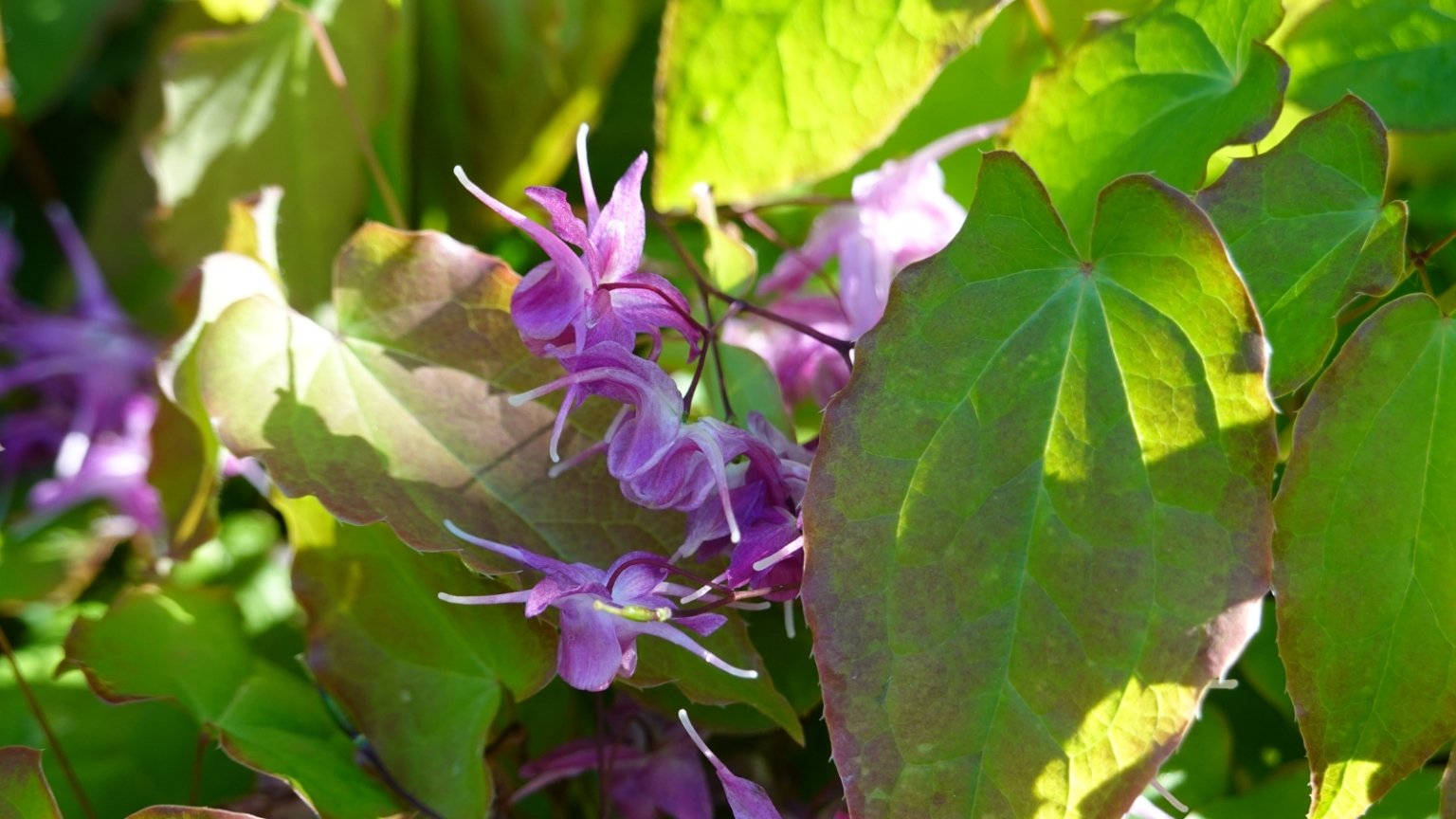 How to Plant, Grow, and Care For Epimediums