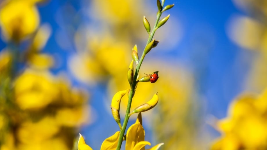 How to Tell The Difference Between Native US and Asian Ladybugs