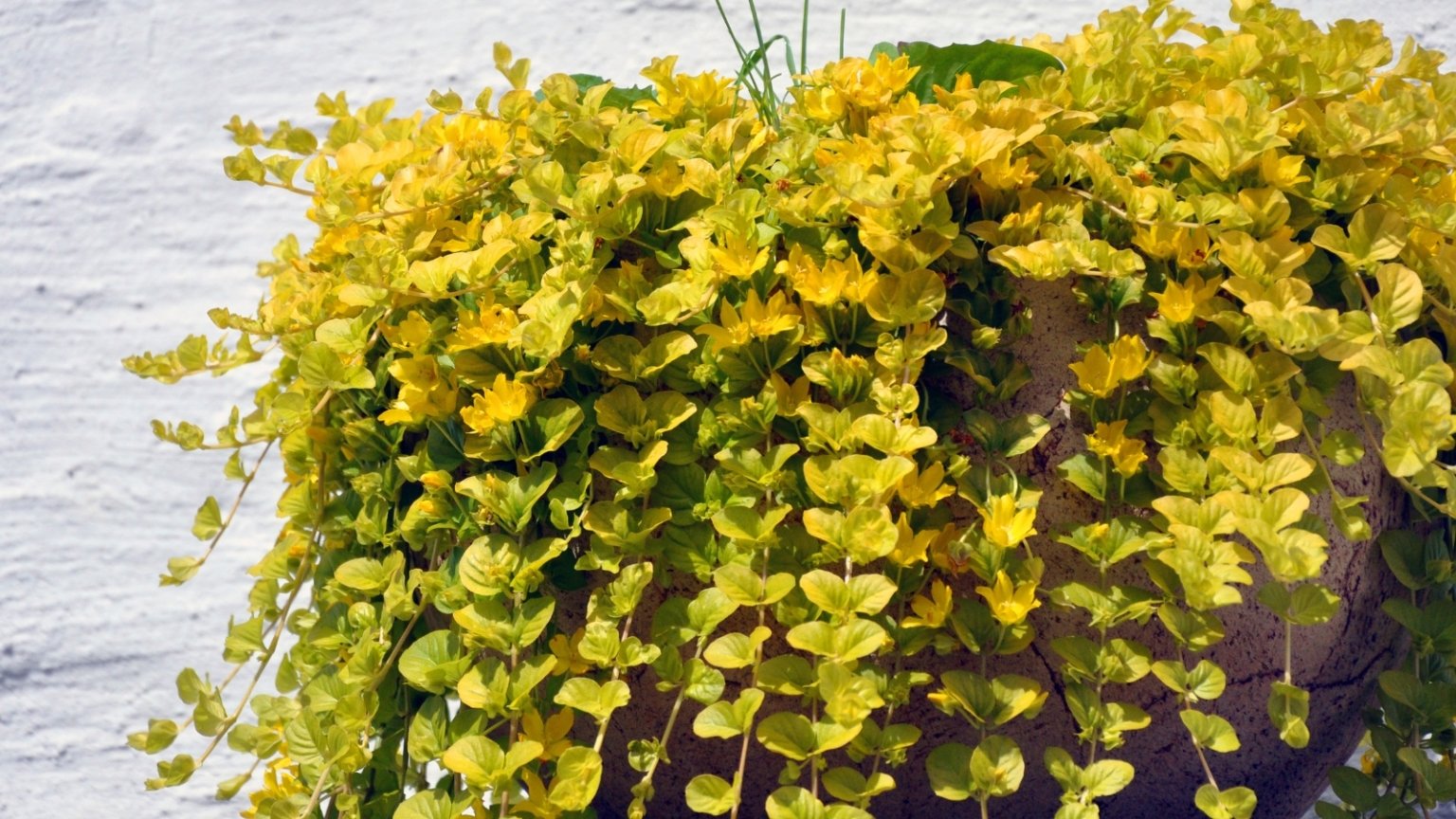 19 Plants For Beautiful Hanging Baskets In the Shade