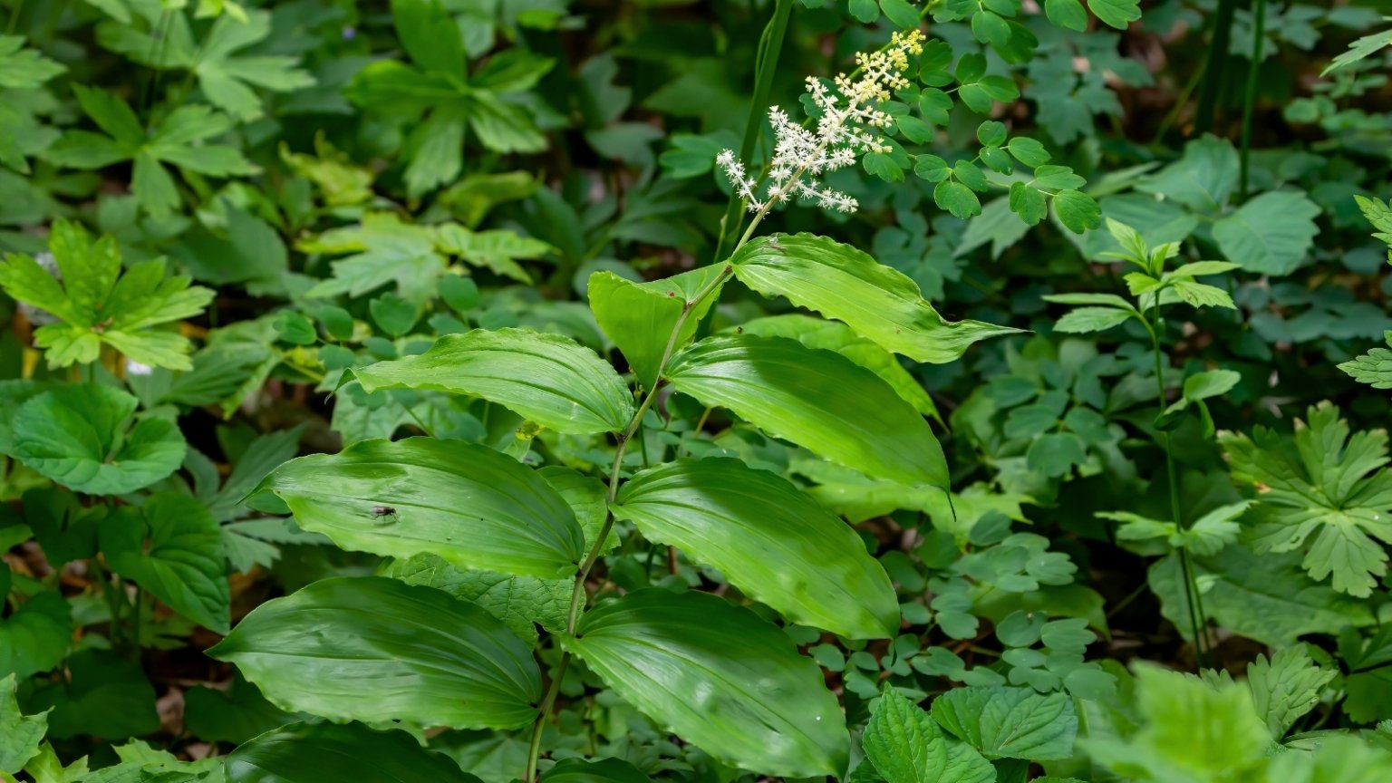 21 Wildflowers Native to Washington State