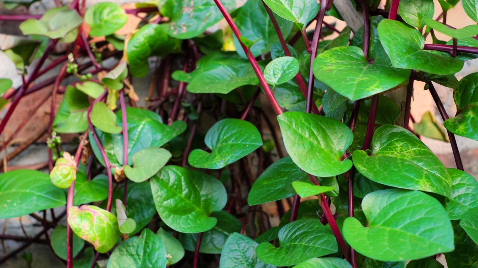 9 Spinach Alternatives That Won't Bolt in the Heat