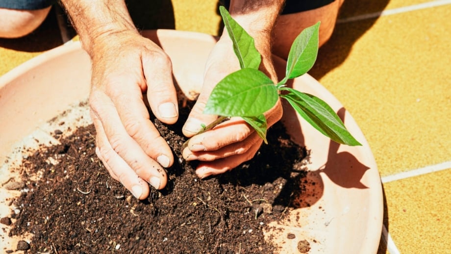 How to Plant, Grow, and Care for ‘Pancho’ Cold-Hardy Avocados