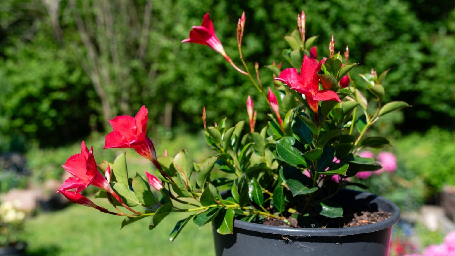 13 Tropical Plants With Red Flowers