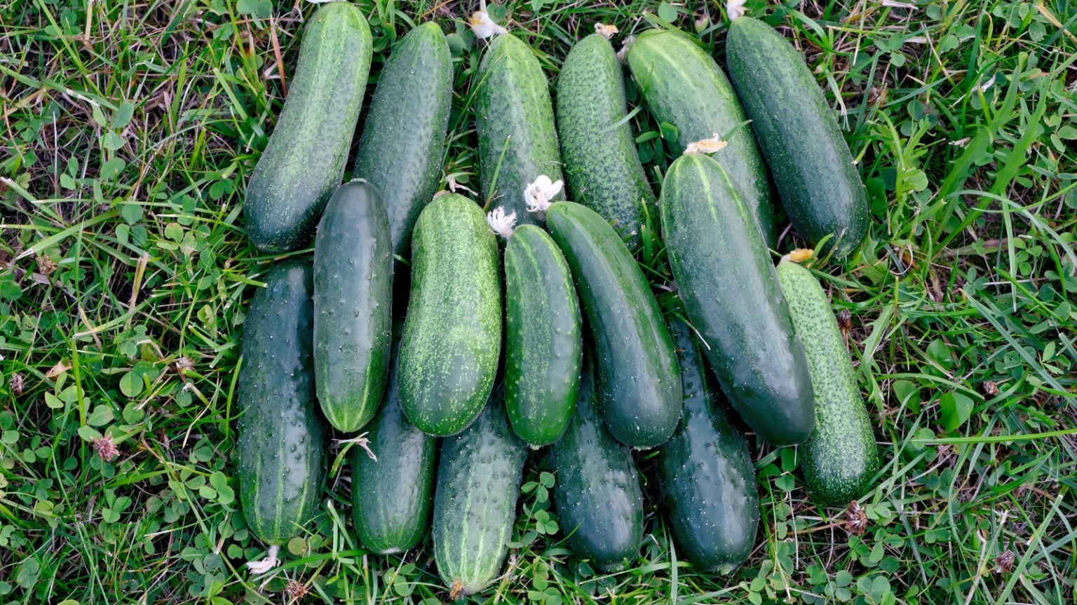 9 Best Cucumbers for Pickling